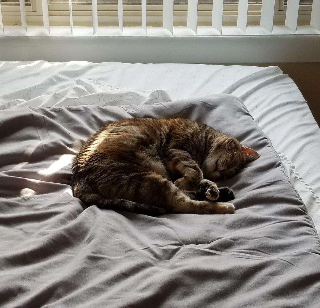 Surrender Your Pet – Animal Welfare League of Montgomery County